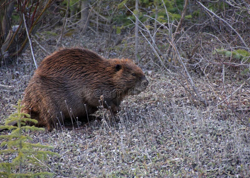 Castoro canadese immagine stock. Immagine di animale - 35393663