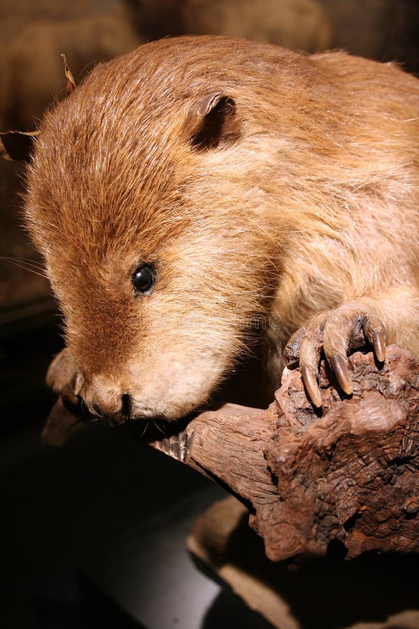 Diga e casetta del castoro fotografia stock. Immagine di legno - 16197644