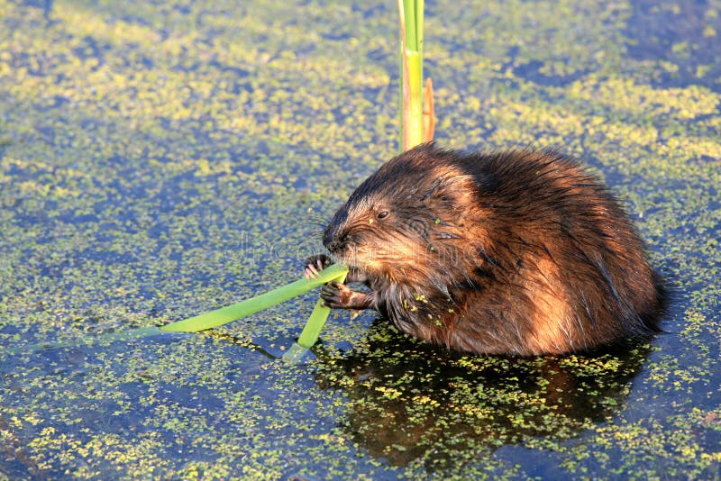 Castoro di nuoto immagine stock. Immagine di occhi, bambino - 20505245
