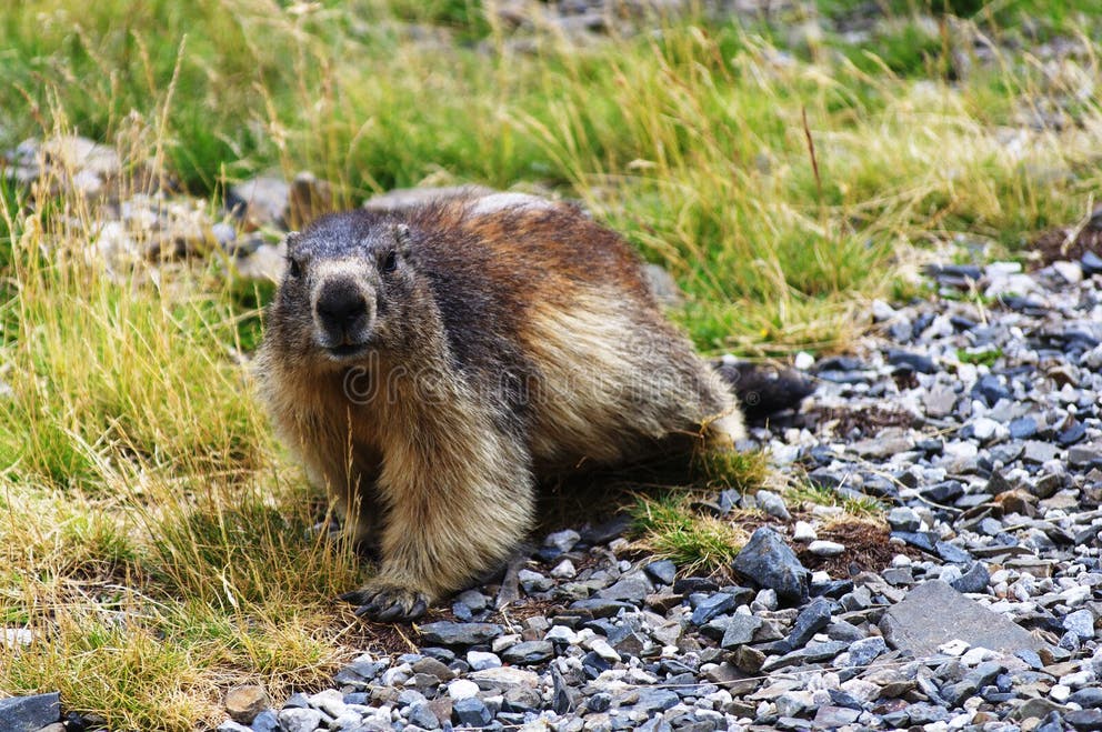 Castoro, beaver stock photo. Image of wild, mammal, mountain - 24574102