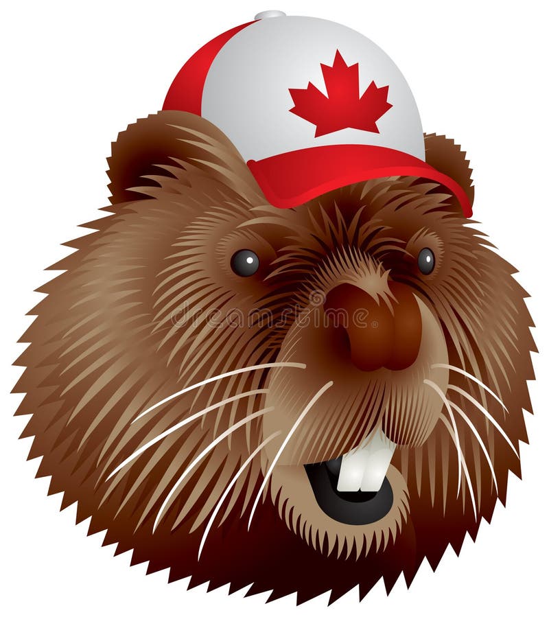 Castoro canadese illustrazione vettoriale. Illustrazione di protezione ...