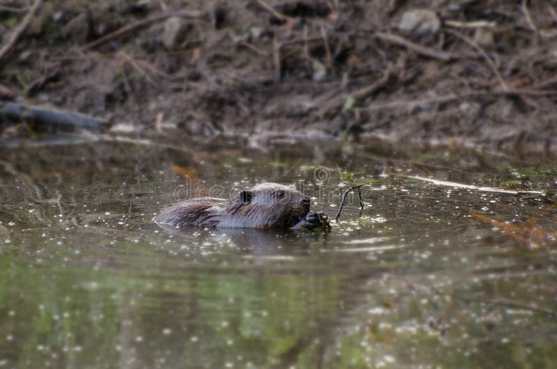 Castoro che mastica diga fotografia stock. Immagine di casetta - 78082570