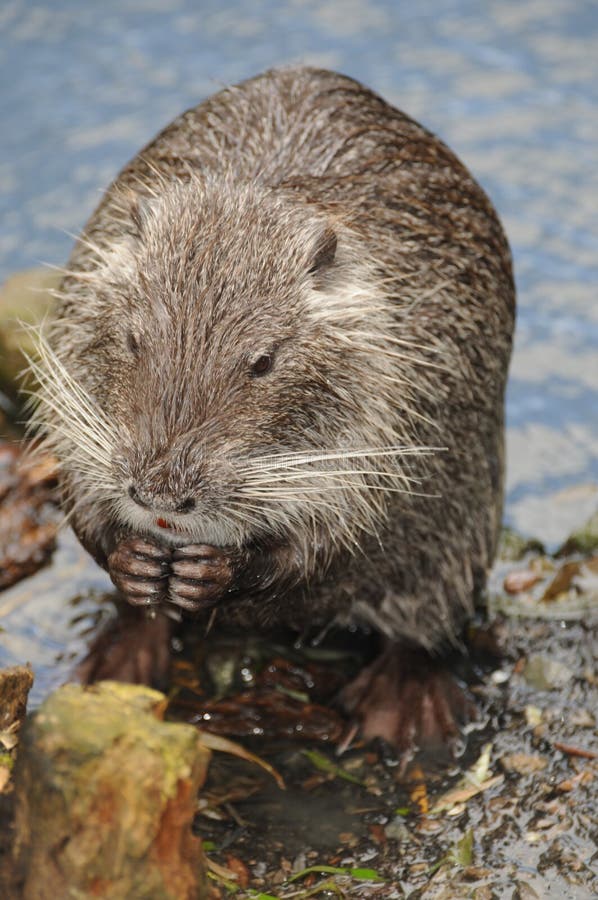 Castoro europeo fotografia stock. Immagine di fiume, rotella - 29043638