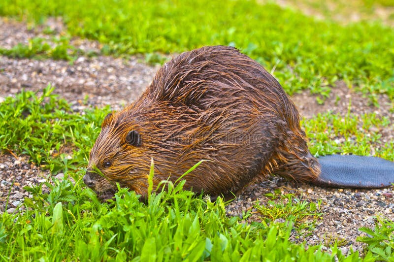 Castoro selvaggio immagine stock. Immagine di selvaggio - 23407815