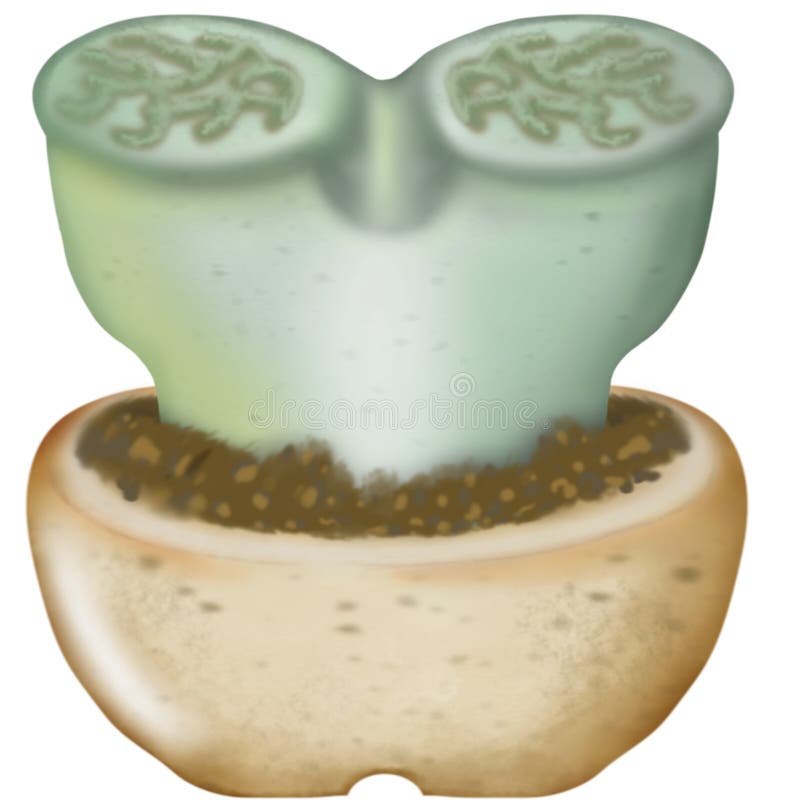 Lithops Plants Cute with Hand Drawn Cartoon Style, Illustration Set ...