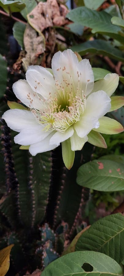 Castus Flower beutiful stock image. Image of wildflower - 262902487
