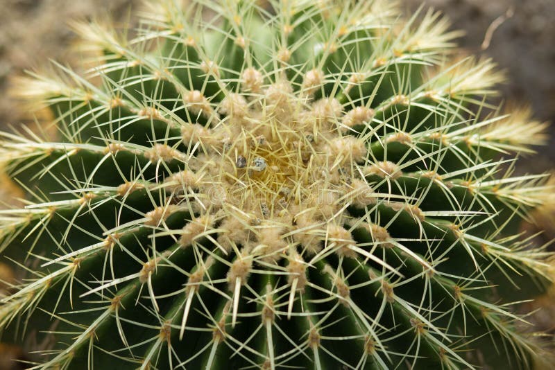 Castus in Garden of Happiness Stock Image - Image of cacti, flower ...