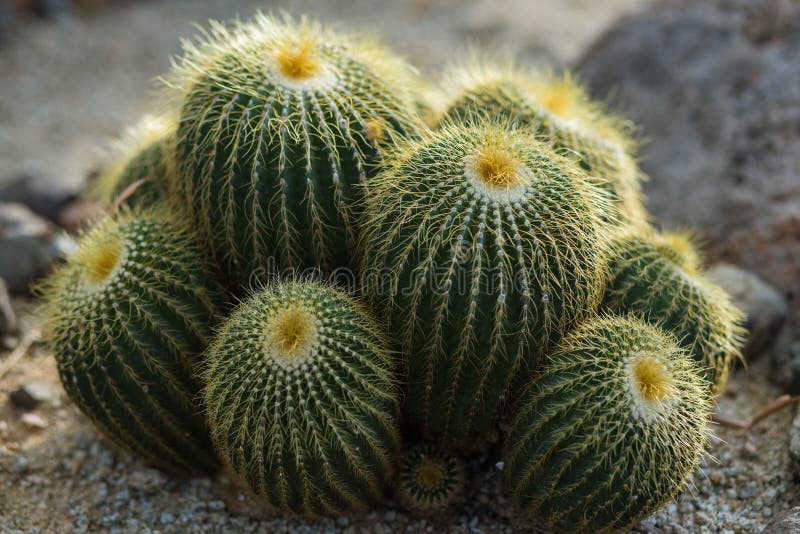 Castus in Garden of Happiness Stock Image - Image of castle, ball: 95236905