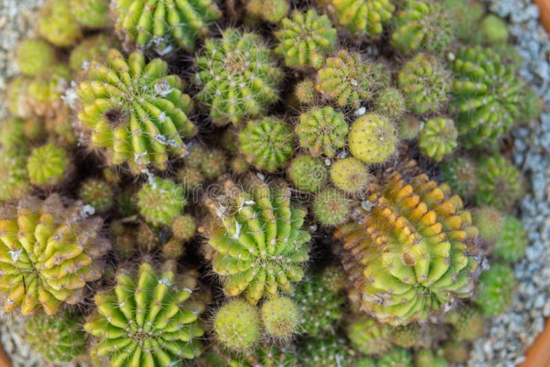 Castus in Garden of Happiness Stock Image - Image of garden ...