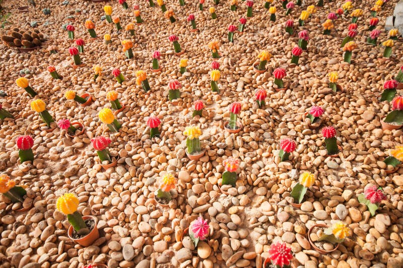 Castus in a pot stock image. Image of brick, castus, desert - 48574909