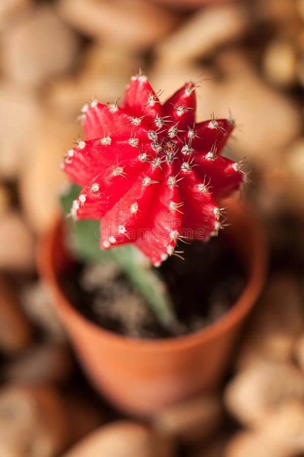 Castus in a pot stock photo. Image of beautiful, xanh - 48574958
