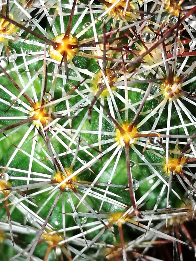 Castus wet drop stock photo. Image of rain, green, drop - 93961182