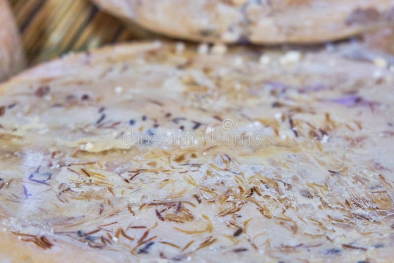 Casu Marzu, Fromage Sarde Aux Vers Photo stock - Image of estomac ...