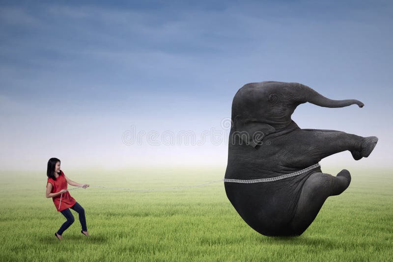 Elephant People Pulling Rope Stock Photos - Free & Royalty-Free Stock ...