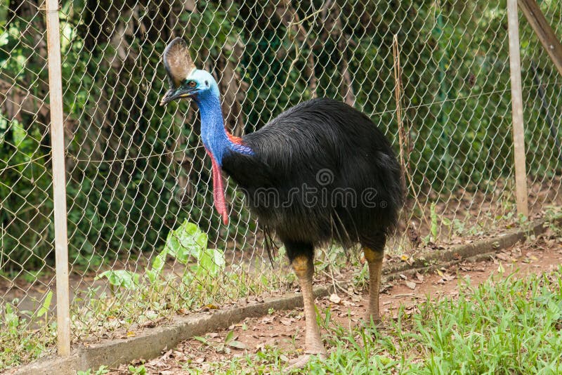 Casuar imagem de stock. Imagem de pena, azul, espécie - 34423657