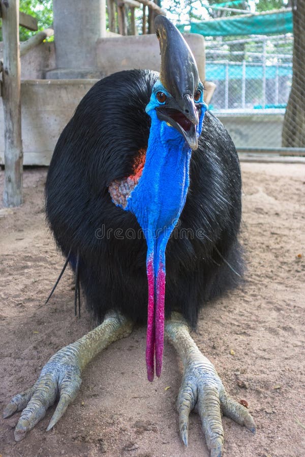 Casuar de Two-Wattled imagem de stock. Imagem de animais - 43354465