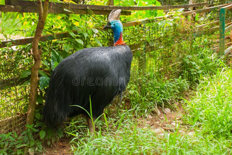 Casuar Do Sul, Igualmente Conhecido Como O Casuar Dobro-wattled ...