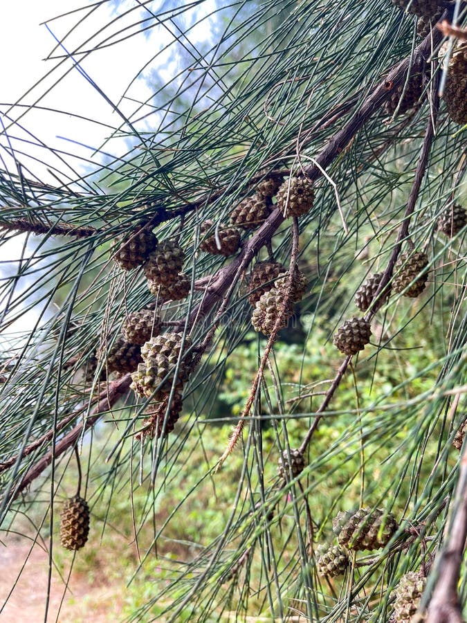 Casuarina Cunninghamiana, River Oak, River she Oak, she Oak. Stock ...