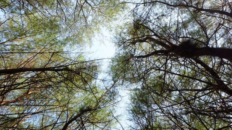 Casuarina Equisetifolia (beach she-oak) Under the Sky Stock Photo ...