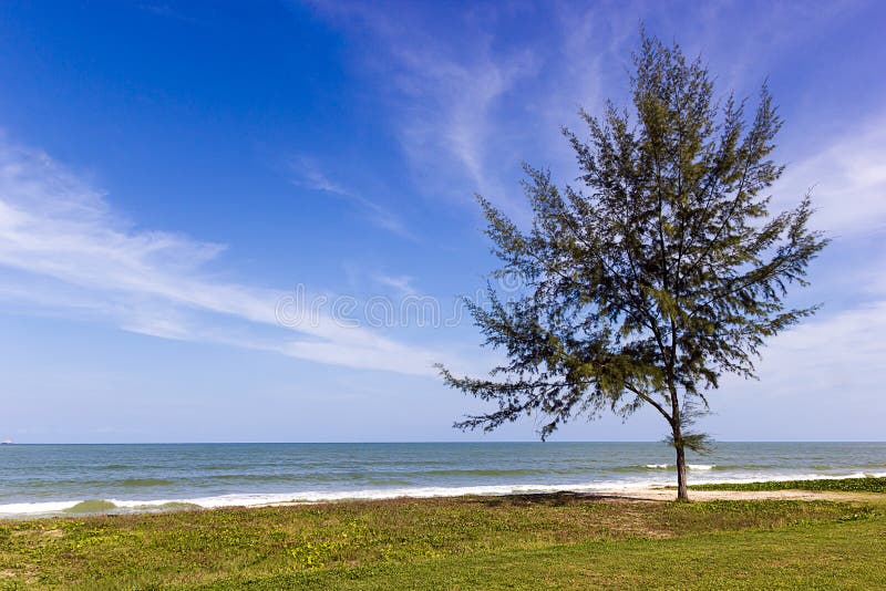 Casuarina Equisetifolia Tree on Samila Beach Stock Photo - Image of ...