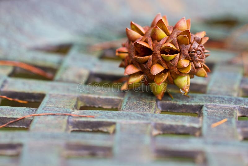 It is Fruit of Casuarina Equisetifolia or Australian Pine Tree or she ...