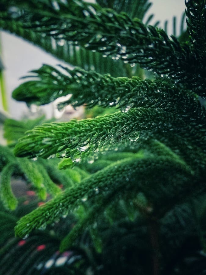 Casuarina junghuhniana foto de archivo. Imagen de gotas - 262346126