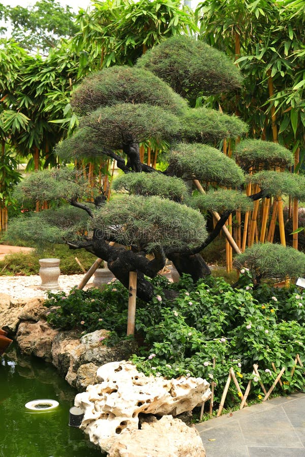 Casuarina Tree Grafting Method Aka Cemara Udang Stock Image - Image of ...