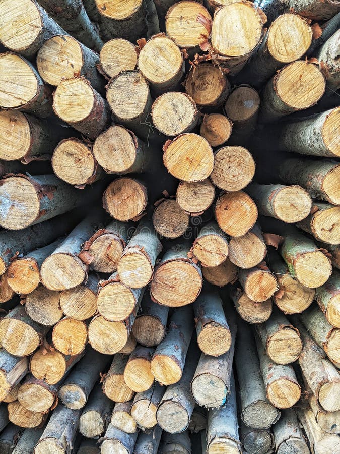 Casuarina Tree Logs Sliced End View Stock Photo - Image of wooden ...