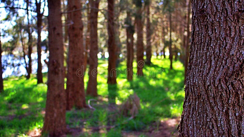 A Casuarina Tree Trunks Close Up Stock Photo - Image of casuarina ...