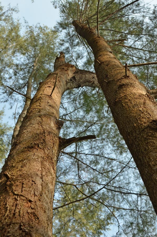 Casuarina Trees in the Pot Rhu Tree Stock Image - Image of needle ...