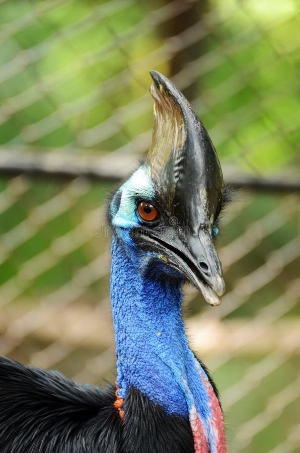 Casuario imagen de archivo. Imagen de pico, casuario, inusual - 4670615
