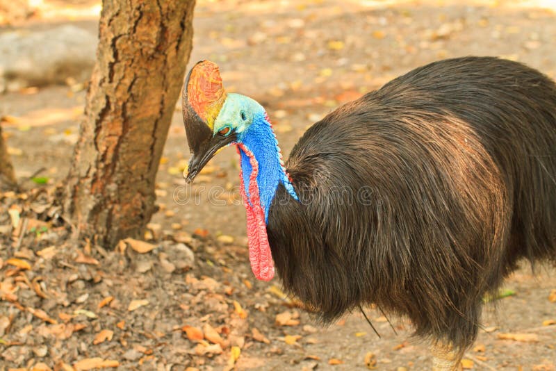 Casuario Meridional, Australia, Avestruz Del Emu Foto de archivo ...