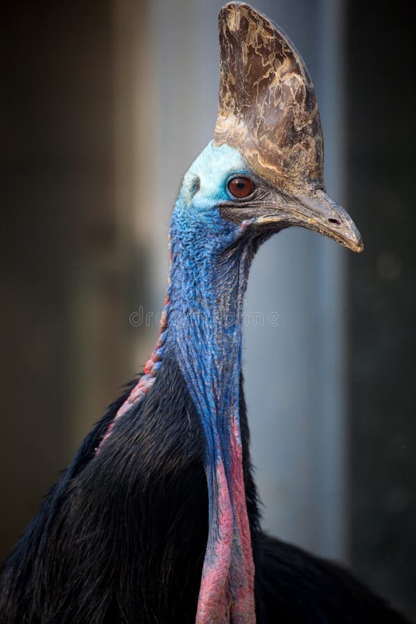 Casuario Australiano Fotos De Stock - Download 275 Fotos Libres de Derechos