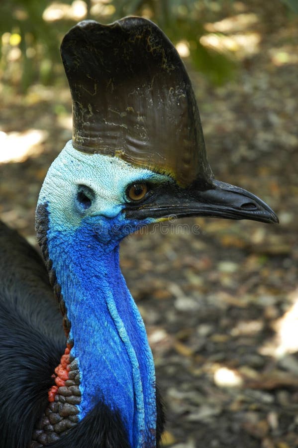 Casuario Austral Casuarius Casuarius Imagen de archivo - Imagen de ...
