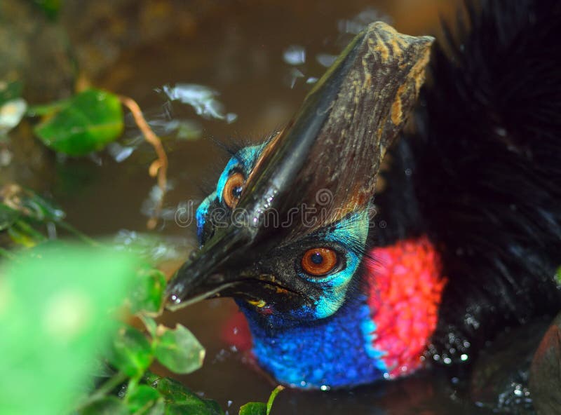 Casuario Australiano Fotos De Stock - Download 275 Fotos Libres de Derechos