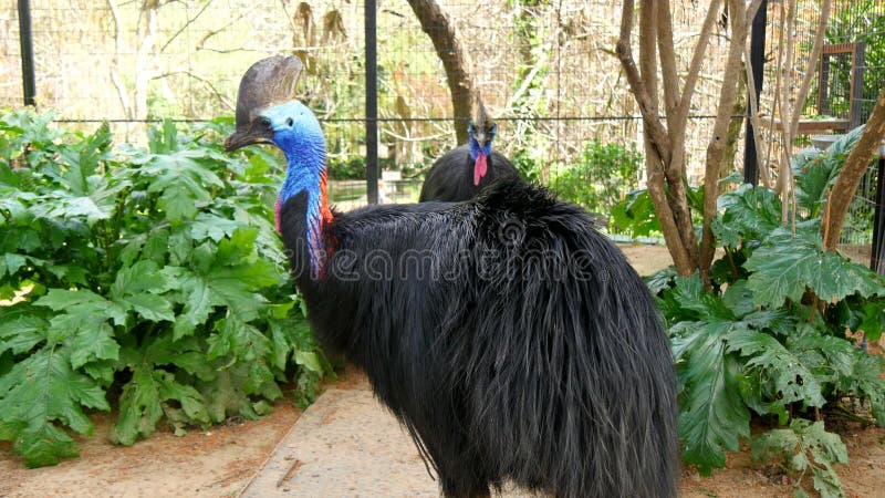 Southern Cassowary (Casuarius Casuarius) Stock Footage - Video of ...