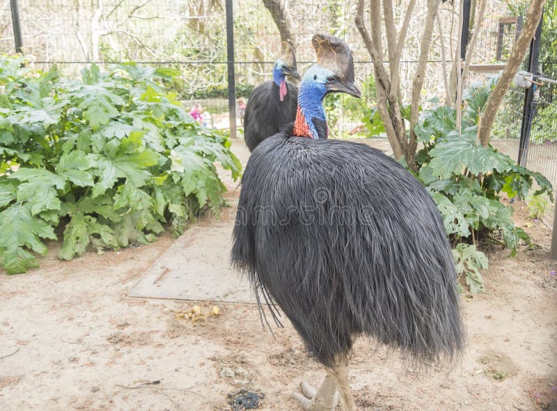 Casuarius Casuarius, Southern Cassowary Stock Image - Image of ...
