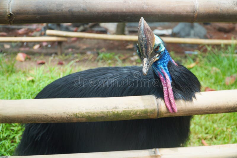 Angry Casuarius stock photo. Image of queensland, horned - 30208136