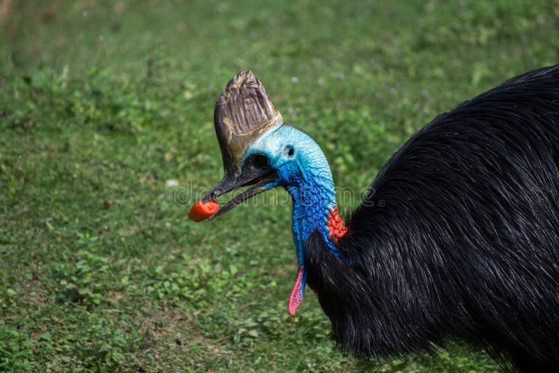 Casuarius wild bird stock image. Image of nature, kazuar - 83958735