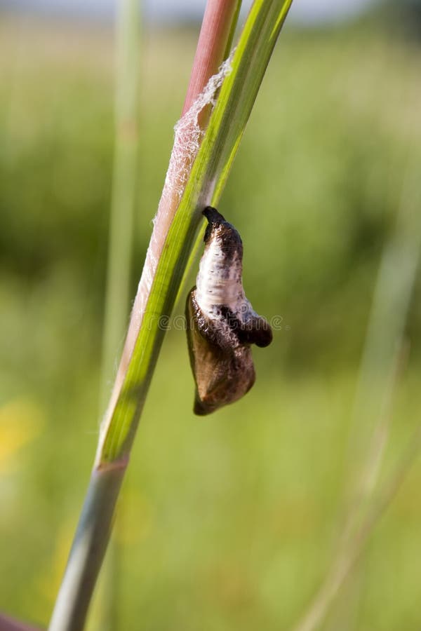 Casulo imagem de stock. Imagem de insetos, wildlife, mosca - 1866319