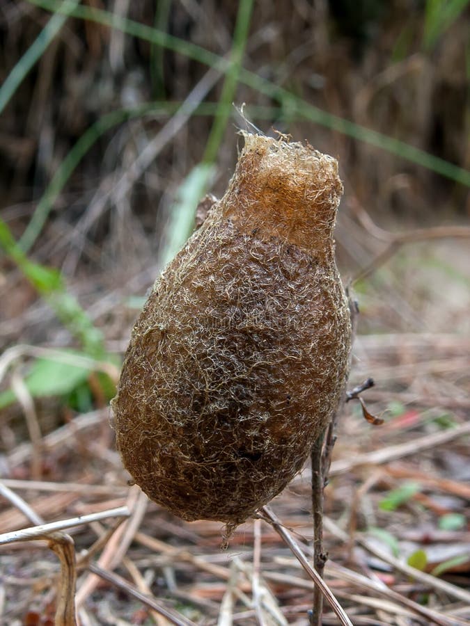 Casulo imagem de stock. Imagem de jardim, detalhe, detalhado - 39745179