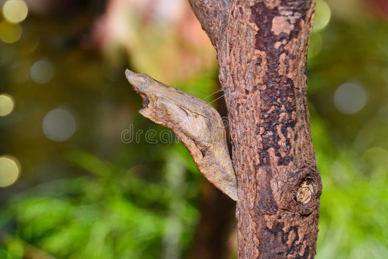 Casulo foto de stock. Imagem de planta, seda, borboleta - 33752126