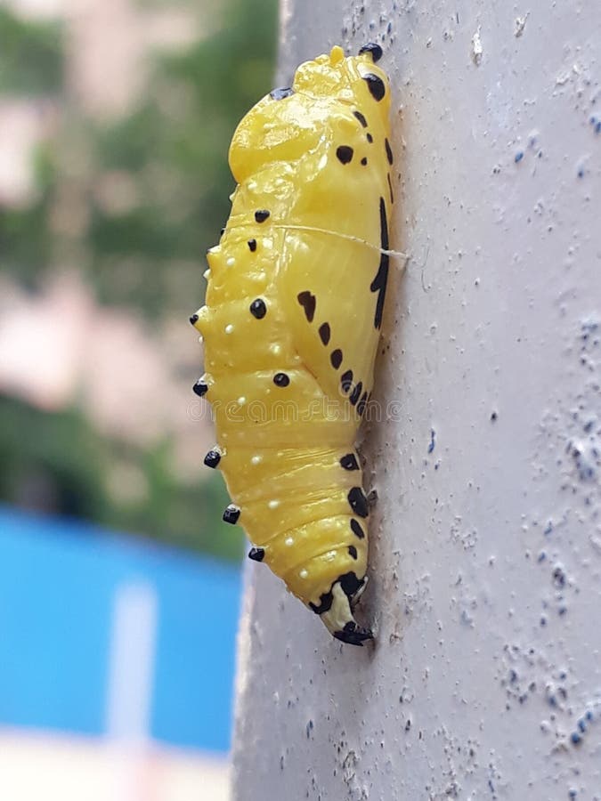 Casulo foto de stock. Imagem de borboleta, amarelo, lagarta - 179958096