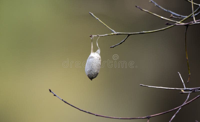 Inseto Do Gigante Do Casulo Imagem de Stock - Imagem de casulo ...