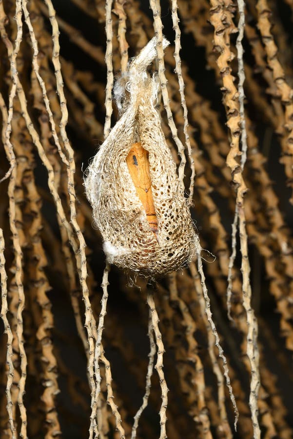 Casulo De Madagascar Comet Moth Foto de Stock - Imagem de seda, cometa ...