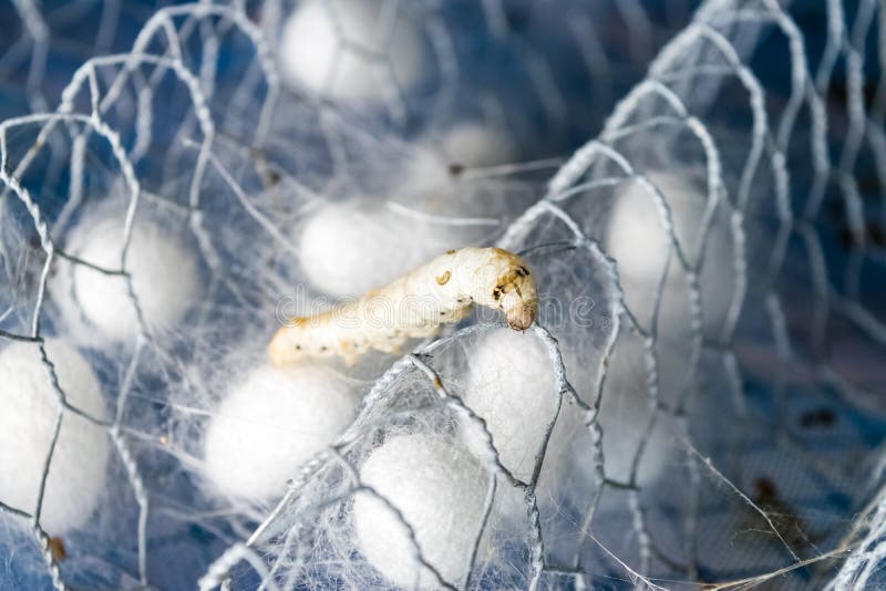 Casulo branco macro. foto de stock. Imagem de closeup - 32589096