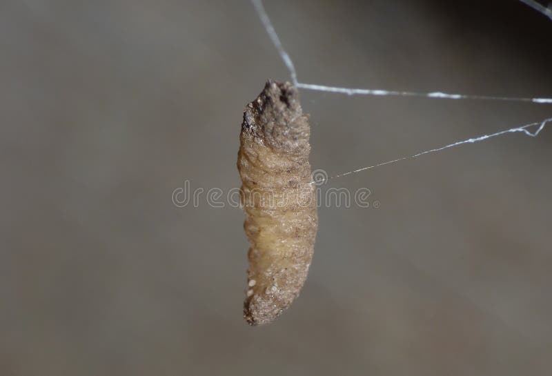 Casulo na Web de aranhas imagem de stock. Imagem de fundo - 124374547