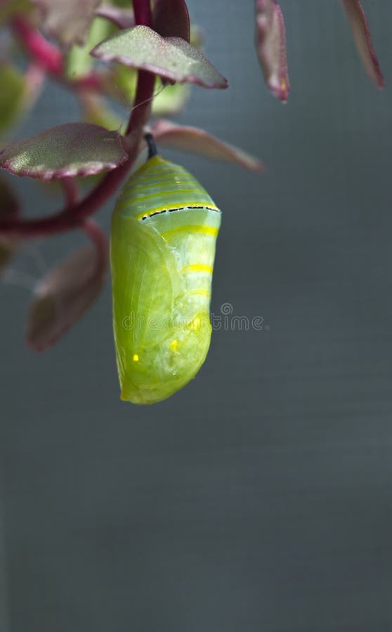 Casulo novo foto de stock. Imagem de nave, erro, beleza - 24663824