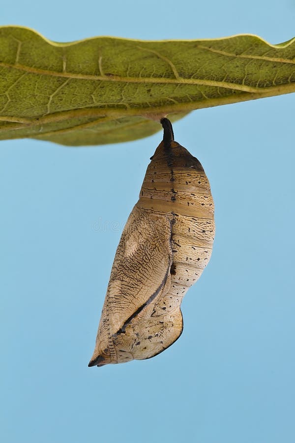 Casulo Pendurado Nas Folhas. Casulo No Jardim Foto de Stock - Imagem de ...