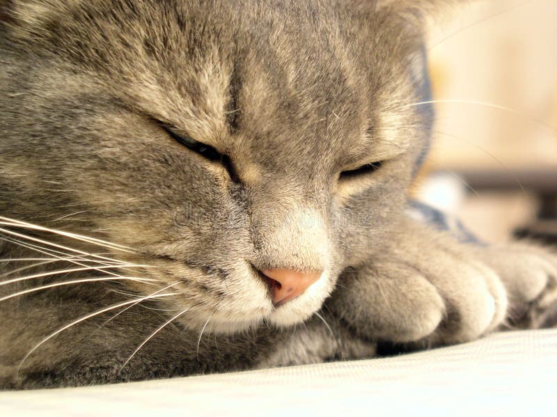 Cat face down on a pillow stock photo. Image of head - 17358220